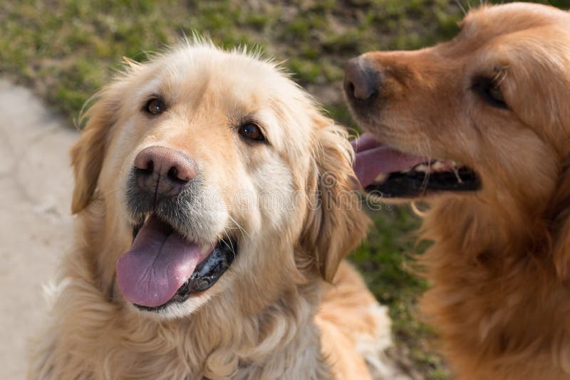 2 Golden Retrievers in Field of Fall Leaves Stock Photo - Image of pets ...