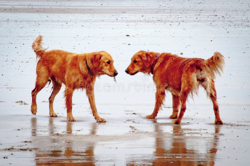 6 Golden Retrievers in Field of Fall Leaves Stock Image - Image of paws ...