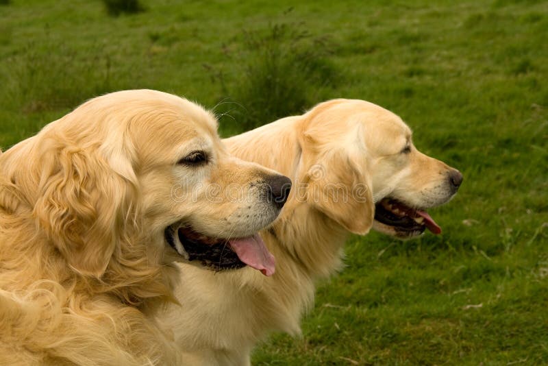 2 Golden Retrievers in Field of Fall Leaves Stock Photo - Image of pets ...