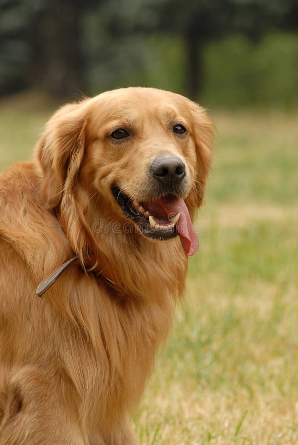 Happy Dog stock image. Image of meadow, golden, fast, retiever - 5730687