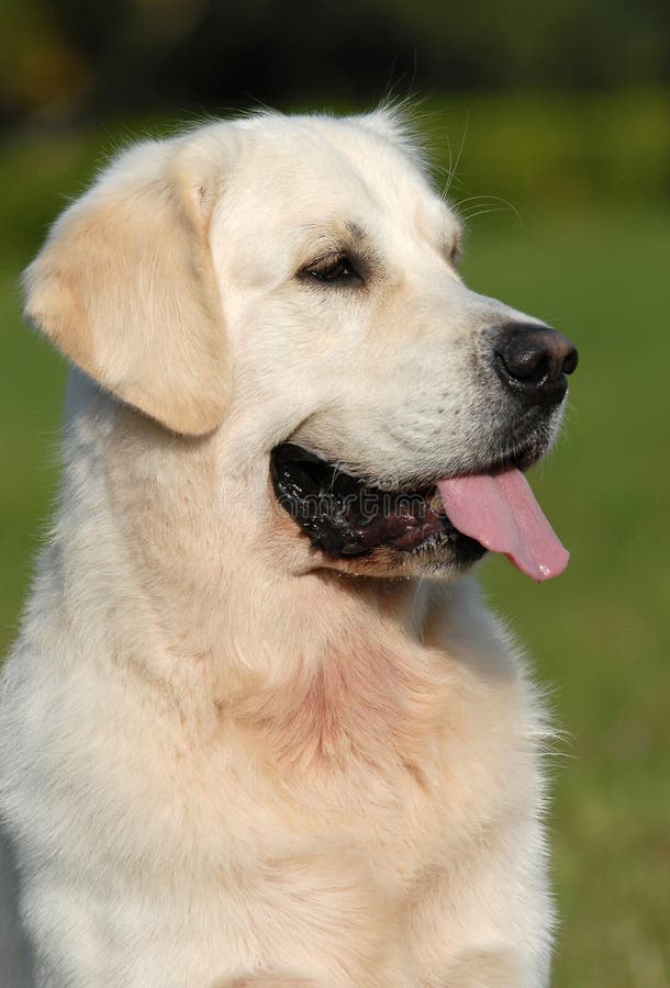 Golden Retriver Picture. Image: 2990773