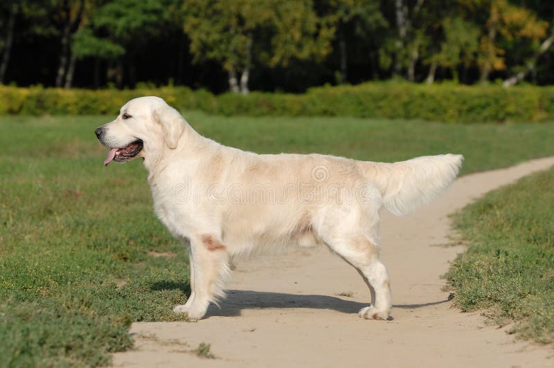 Golden retriver stock image. Image of food, female, dogs - 2990855