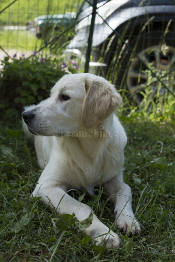 Golden Retriver Close Up Outside Stock Photo - Image of outdoors ...