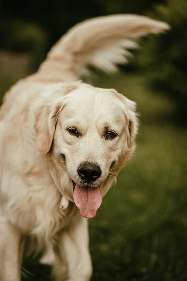 Golden retriver in garden stock image. Image of animal - 337617841