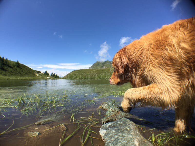 Golden retriver stock photo. Image of mountain, sunyday - 75501034