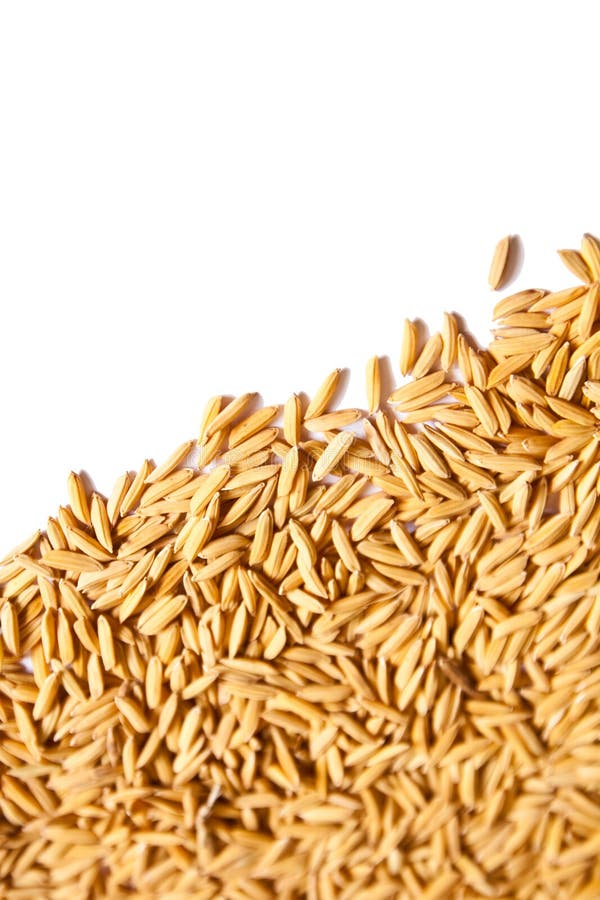 Golden rice in the farm stock image. Image of finance - 29043295