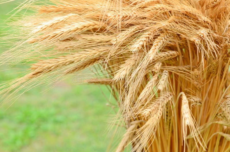 Golden rice stock photo. Image of grain, cereal, meadow - 24034262