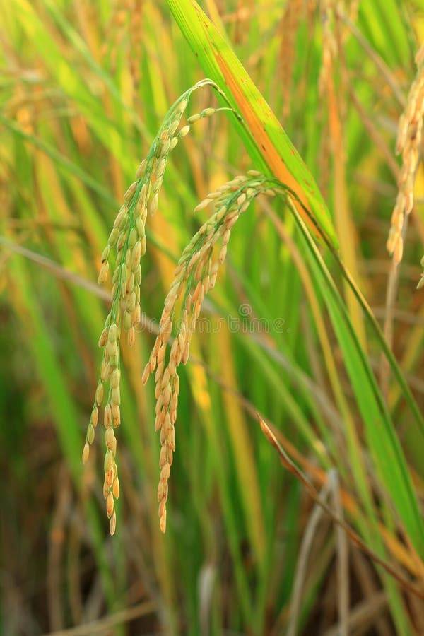 Golden rice stock photo. Image of food, green, farm, landscape - 26940004