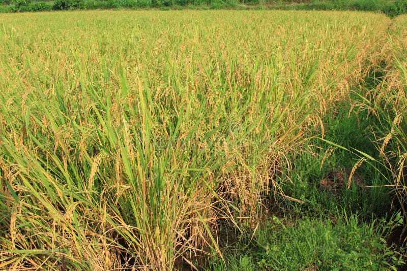 Golden rice stock photo. Image of fresh, grow, harvest - 26940022