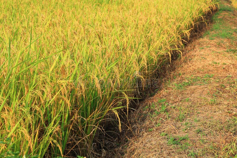Golden rice stock image. Image of farm, growth, fall - 27065393