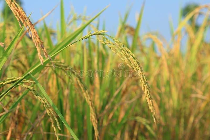 Golden rice stock photo. Image of fresh, grow, harvest - 26940022