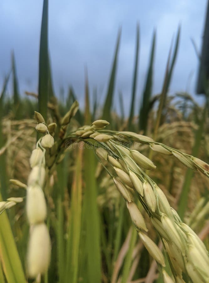 Golden Rice in a Beautiful Paddy Field Stock Photo - Image of paddy ...