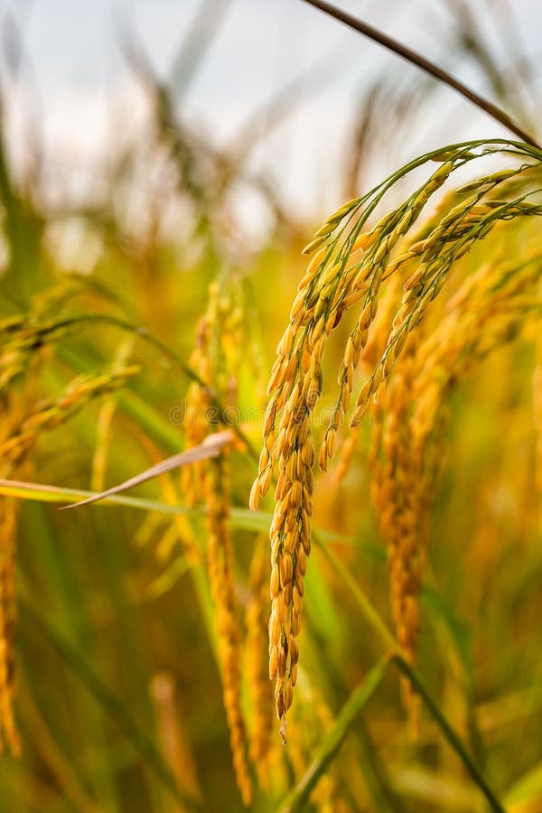 Golden Rice field stock photo. Image of foliage, cultivate - 145493842