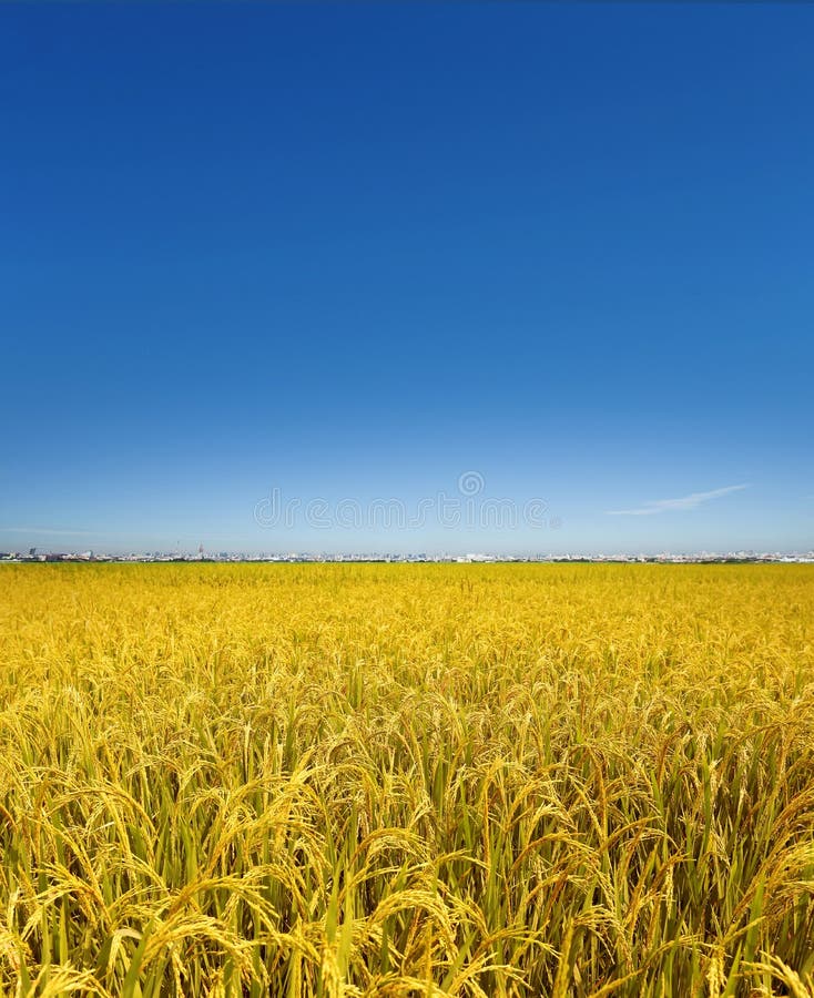 Golden rice field stock image. Image of cereal, network - 193555855