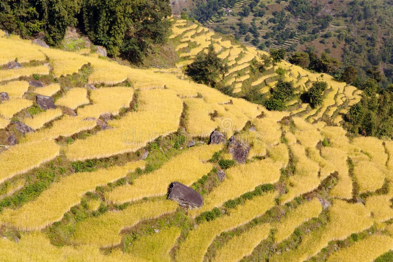 Golden rice field in Nepal stock photo. Image of nepali - 53104688