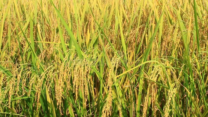 Golden Rice Field Green Agriculture Ecosystem, Agriculture Planting ...