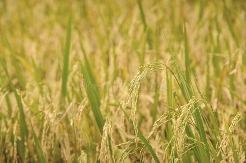 Golden Rice Field in Golden Sunshine in Afternoon Stock Photo - Image ...