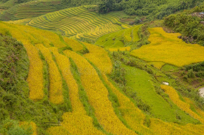 Terraced Rice Field Texture Background Stock Image - Image of hill ...