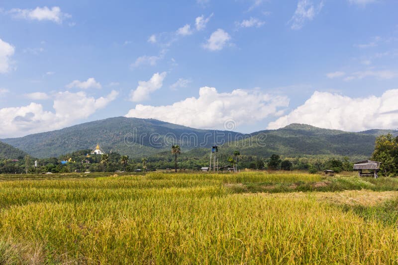 Golden Rice Field with Thai Temple on the Mountain Stock Image - Image ...