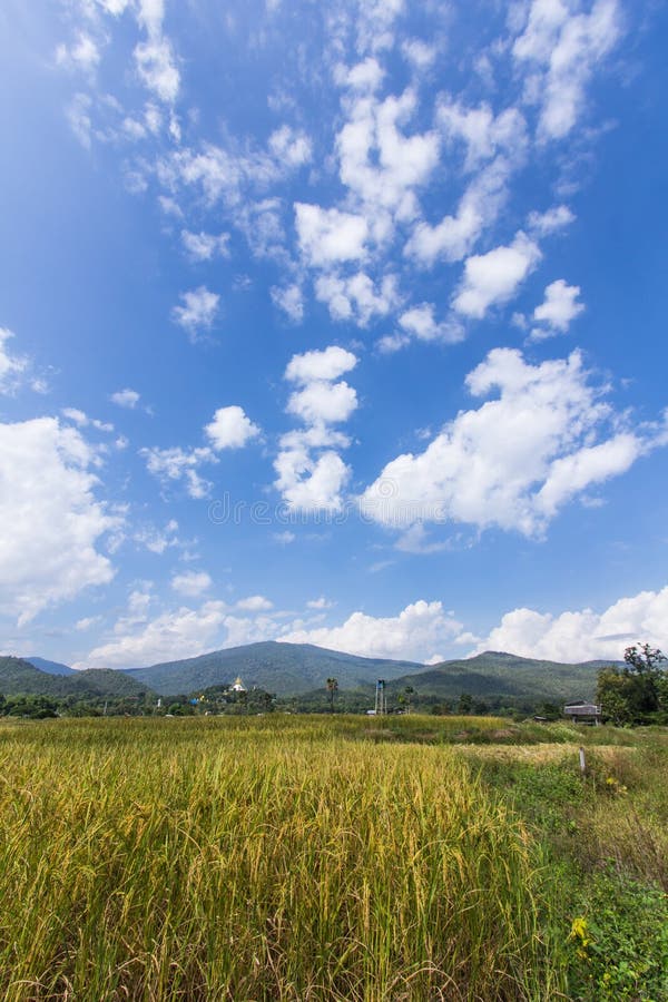 Golden Rice Field with Thai Temple on the Mountain Stock Image - Image ...