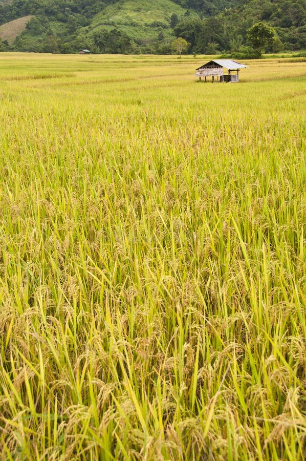 Rice Field stock photo. Image of beautiful, meadows, machine - 16081682
