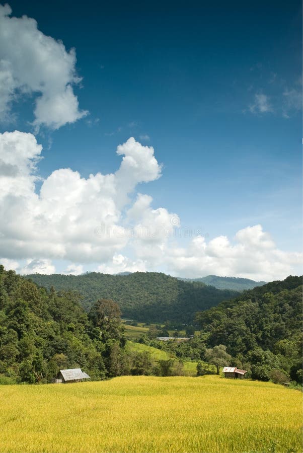 Golden Rice Field in Thailand Stock Photo - Image of green, lush: 27732114