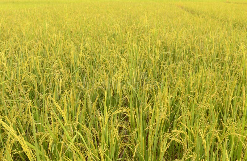 Golden rice field stock photo. Image of leaf, golden - 46364230
