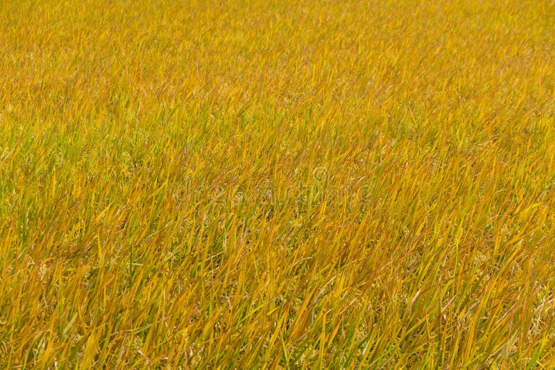 Golden rice fields stock image. Image of nature, asia - 38234215
