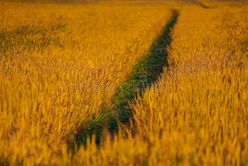 Golden Rice Fields in Autumn Farmland Stock Image - Image of beautiful ...