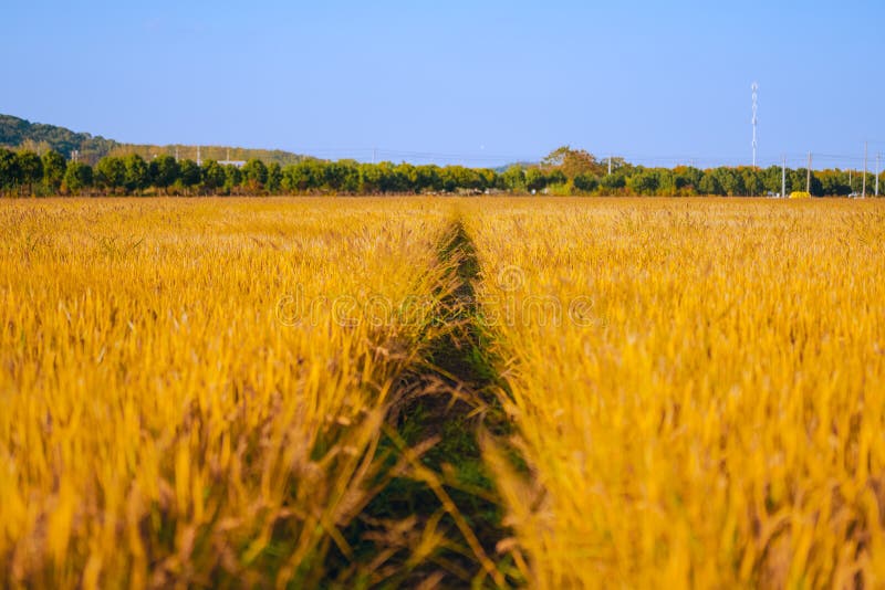 Golden Rice Fields in Autumn Farmland Stock Photo - Image of ...