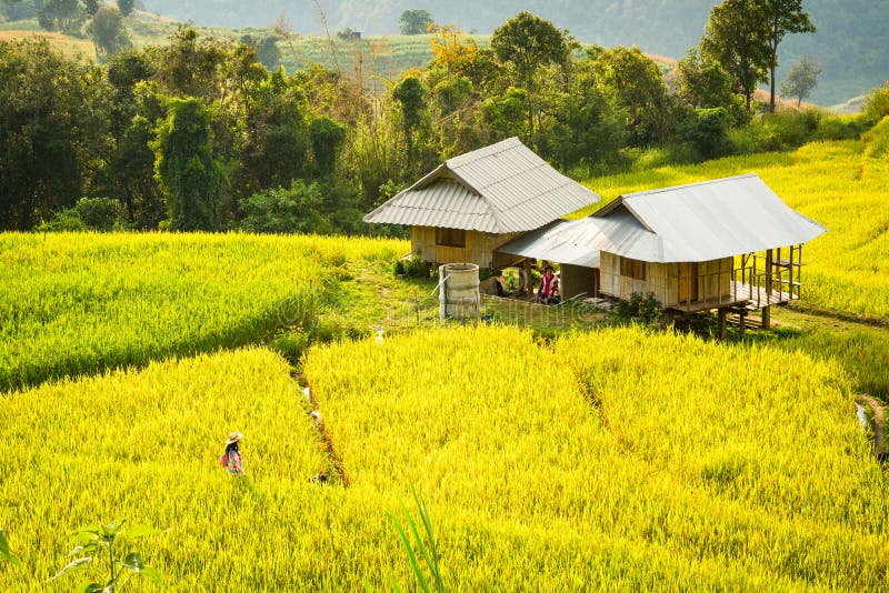 Golden Rice Fields in the Central Valley Stock Photo - Image of ...