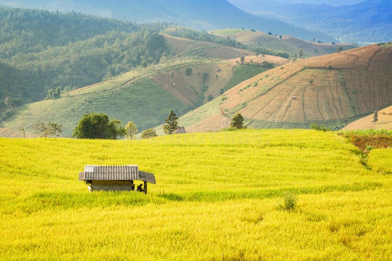 Golden Rice Fields in the Central Valley Stock Photo - Image of ...