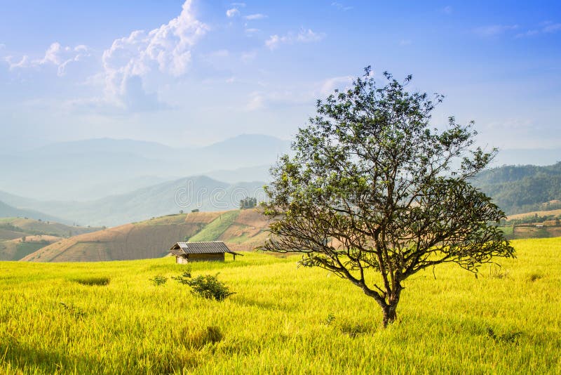 Golden Rice Fields in the Central Valley Stock Photo - Image of leaf ...