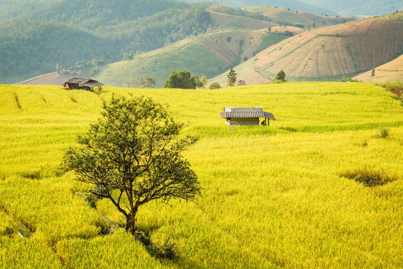 Golden Rice Fields in the Central Valley at Sunset Stock Image - Image ...