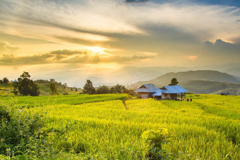 Golden Rice Fields in the Central Valley Stock Photo - Image of ...