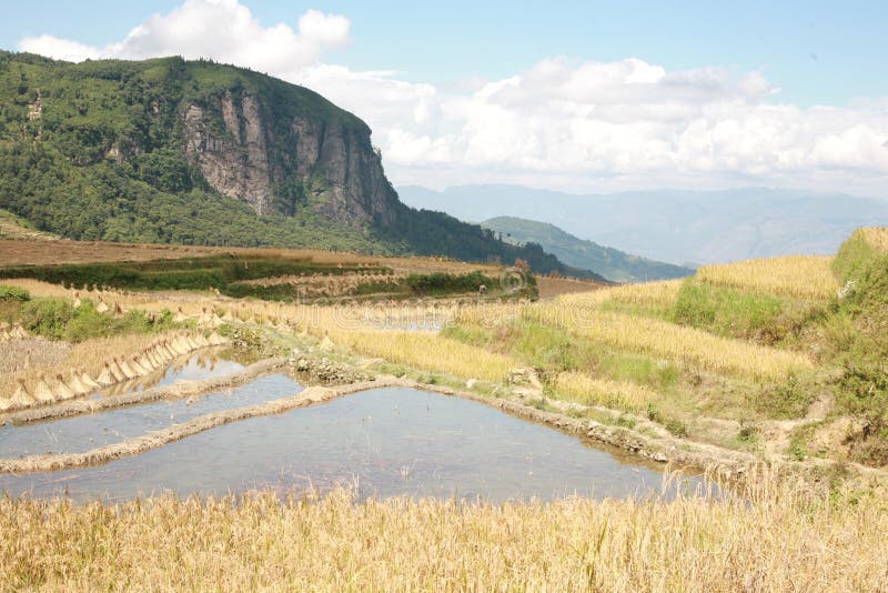 Ancient Rice Terraces stock photo. Image of farm, fields - 20760666