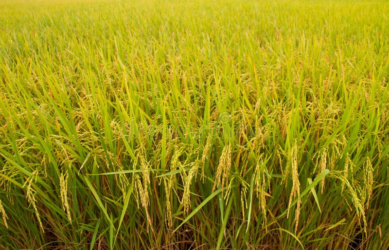 Golden Rice Field with Colorful Sky Background Stock Image - Image of ...