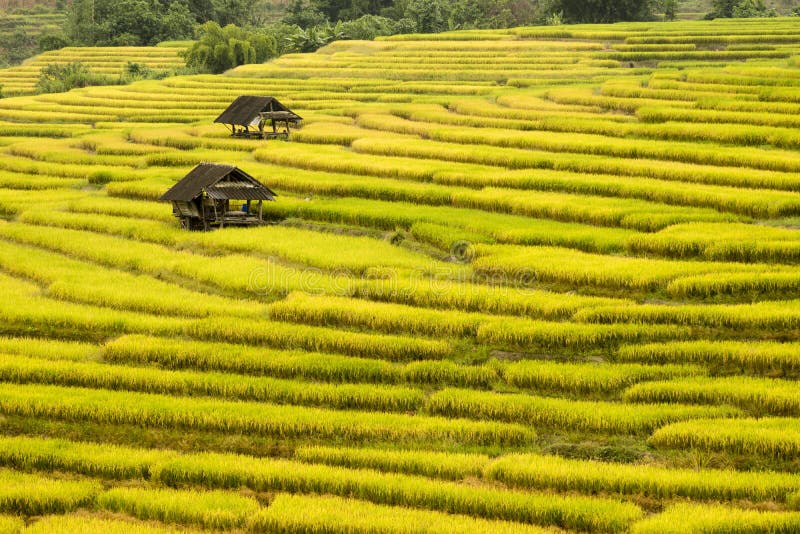 Golden rice fields stock photo. Image of farm, ecology - 64065718