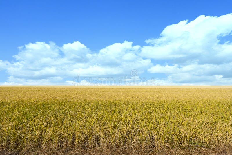 Golden Rice Fields of the Spring Stock Image - Image of golden ...