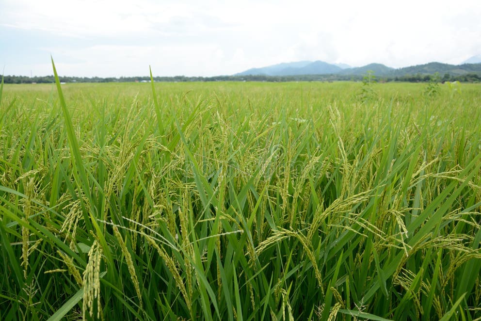 The golden rice fields stock image. Image of fields, agriculture - 78277239