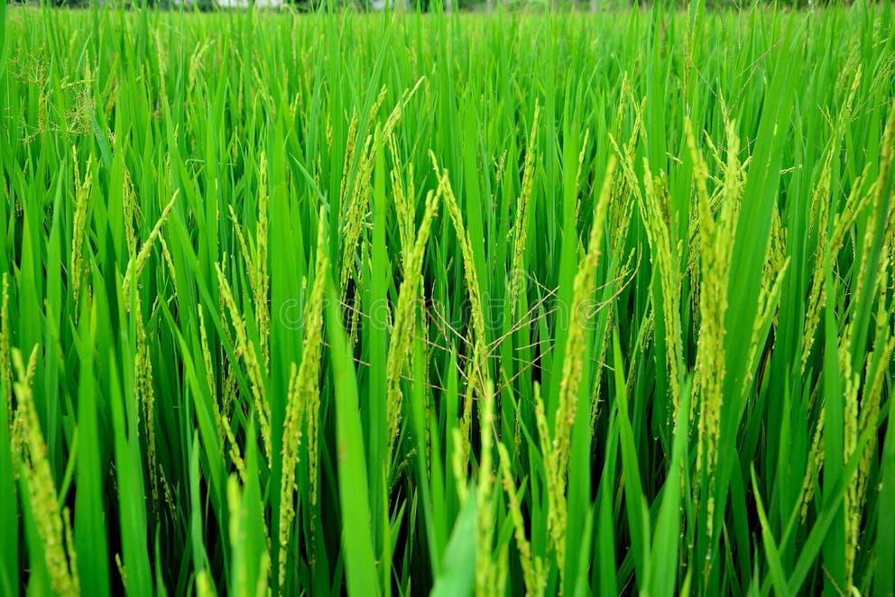 The golden rice fields stock image. Image of rice, symbol - 78279571