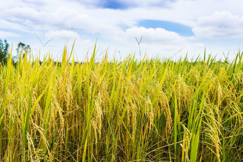 Golden Rice Filed with Blue Sky Stock Image - Image of cultivation ...