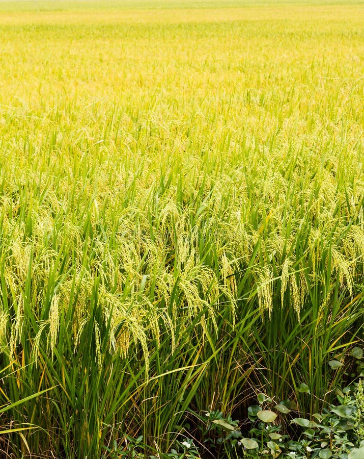 Golden rice filed stock image. Image of crop, economical - 43787753