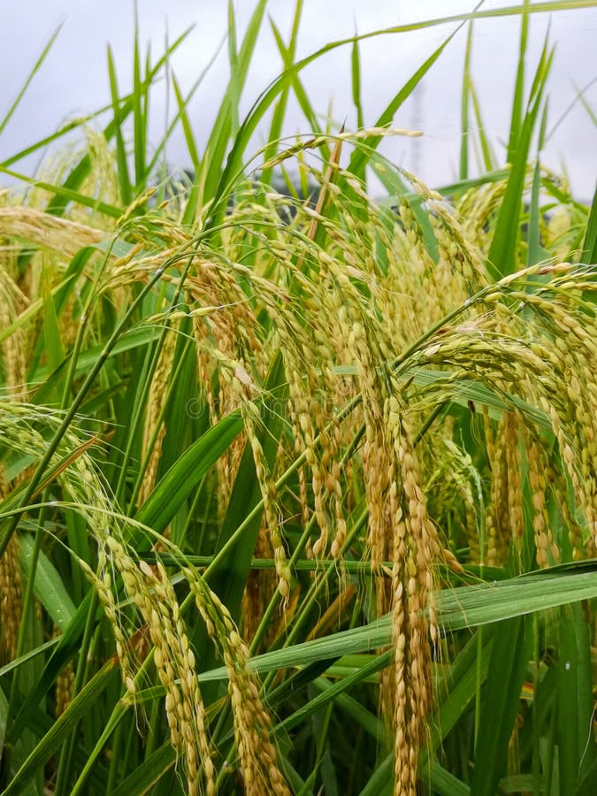 Golden Rice Harvest stock image. Image of golden, rice - 263390859