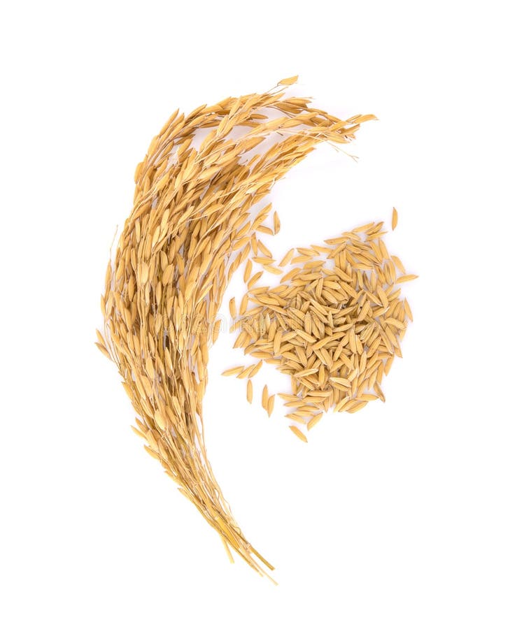 Paddy Yellow Rice Plant Isolate on White Background Stock Image - Image ...