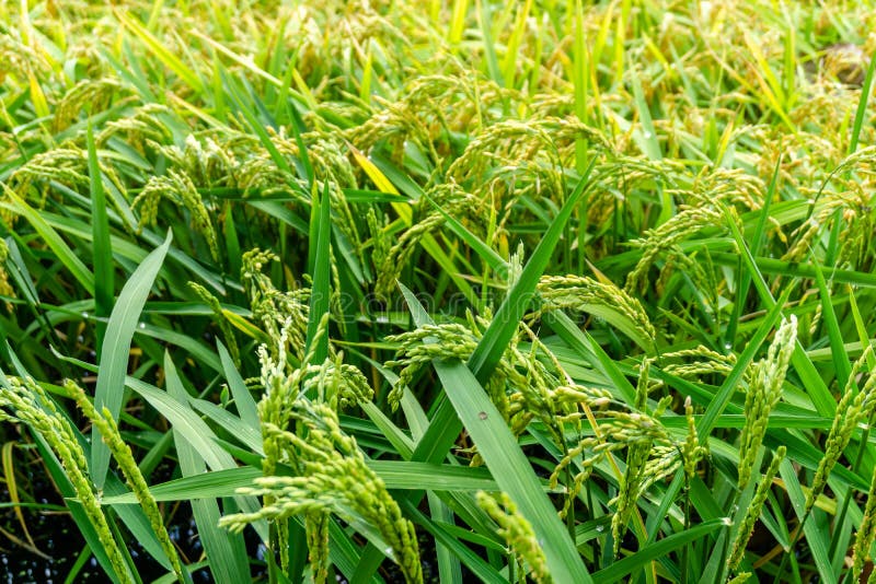 Golden Rice Paddy Rice Harvest Plump Paddy Stock Photo - Image of ...