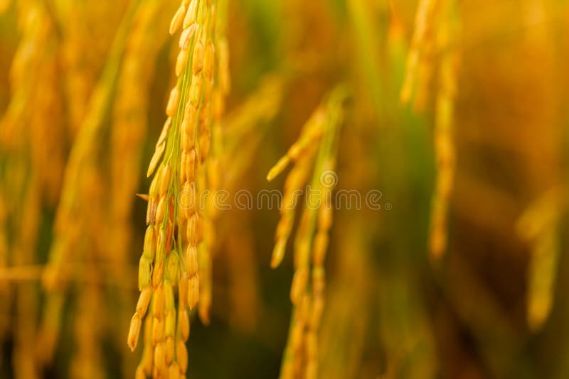 Golden Rice Paddy that is Ripening in the Farm Stock Photo - Image of ...