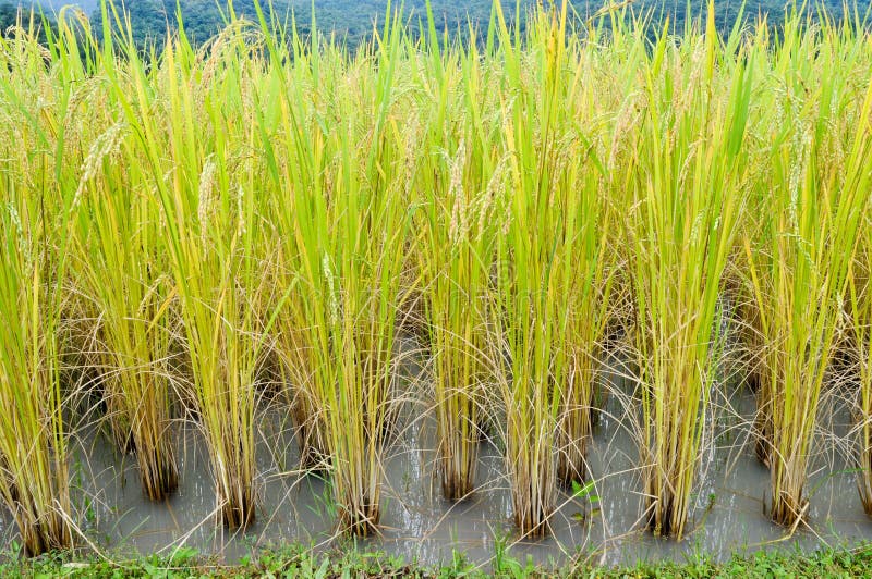 A golden rice stock photo. Image of culture, puddy, gold - 51617836