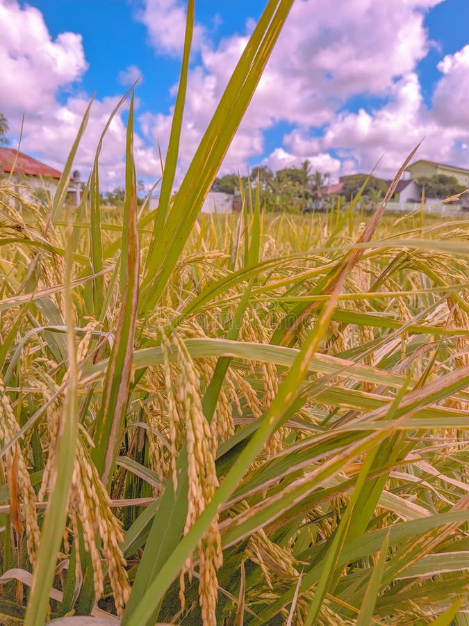 Golden Rice Plants Ready for Harvest Under Blue Sky Stock Photo - Image ...