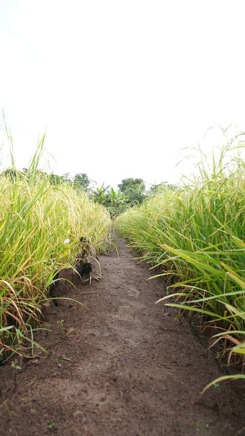 Rice Plants in the Fields Began To Turn Yellow Stock Photo - Image of ...